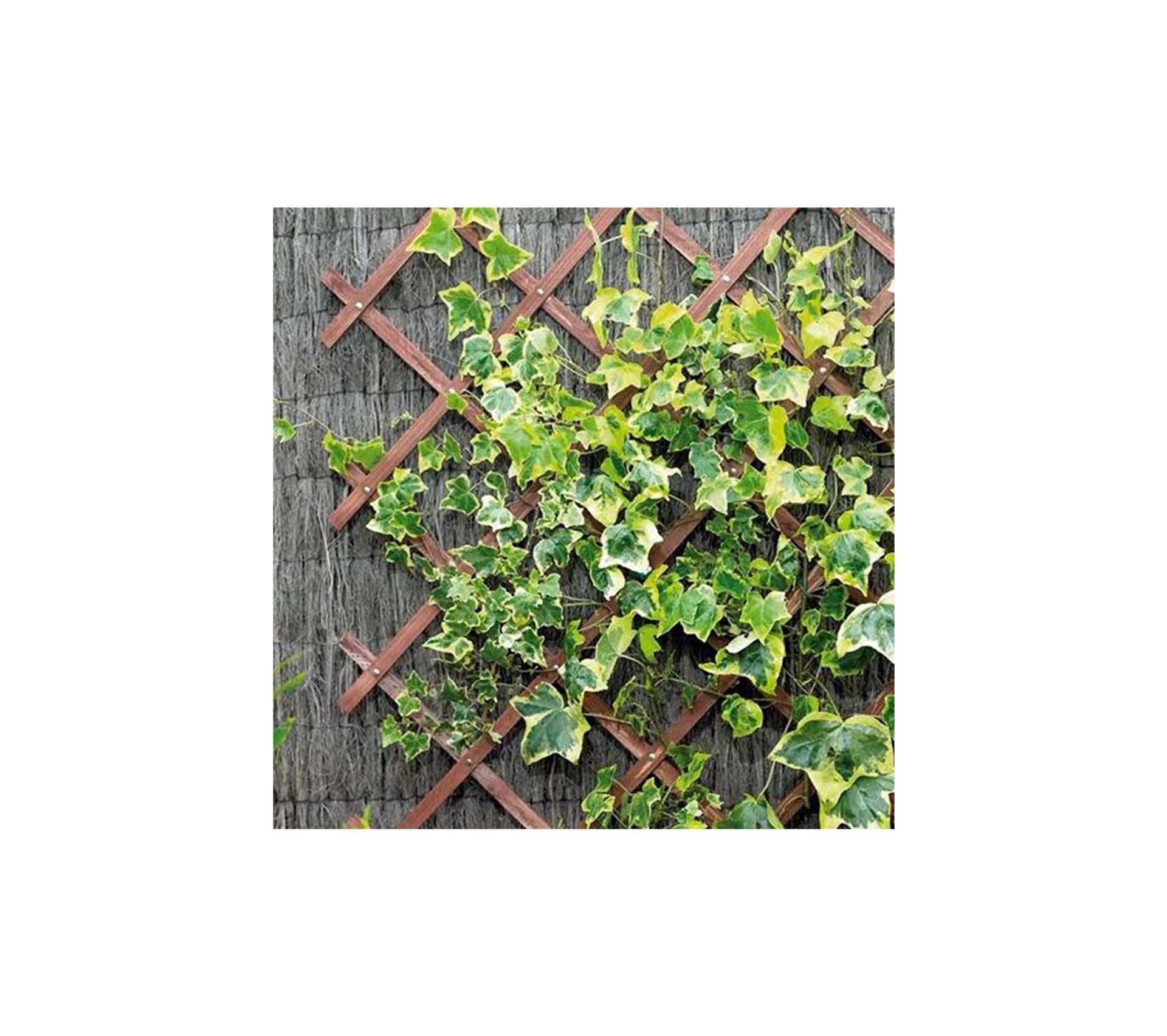 Panneau Treillis En Bois 30 X 180 Cm - Clôture - Palissade BUT